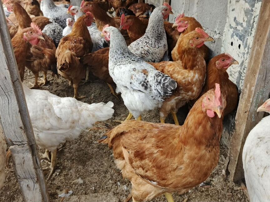 Куры и петушки
