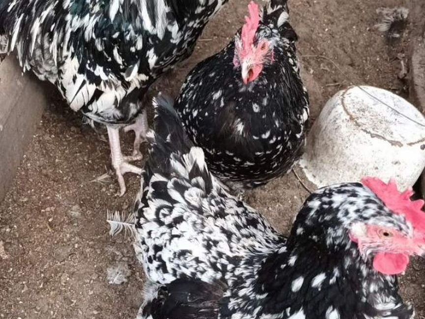 Ия черно пестрого австралорпа и легорна далматин