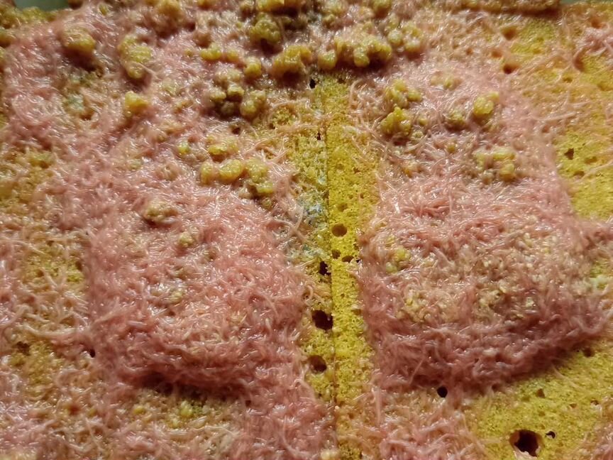 Трубочник изя