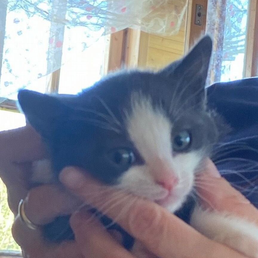 Котёнок в добрые руки