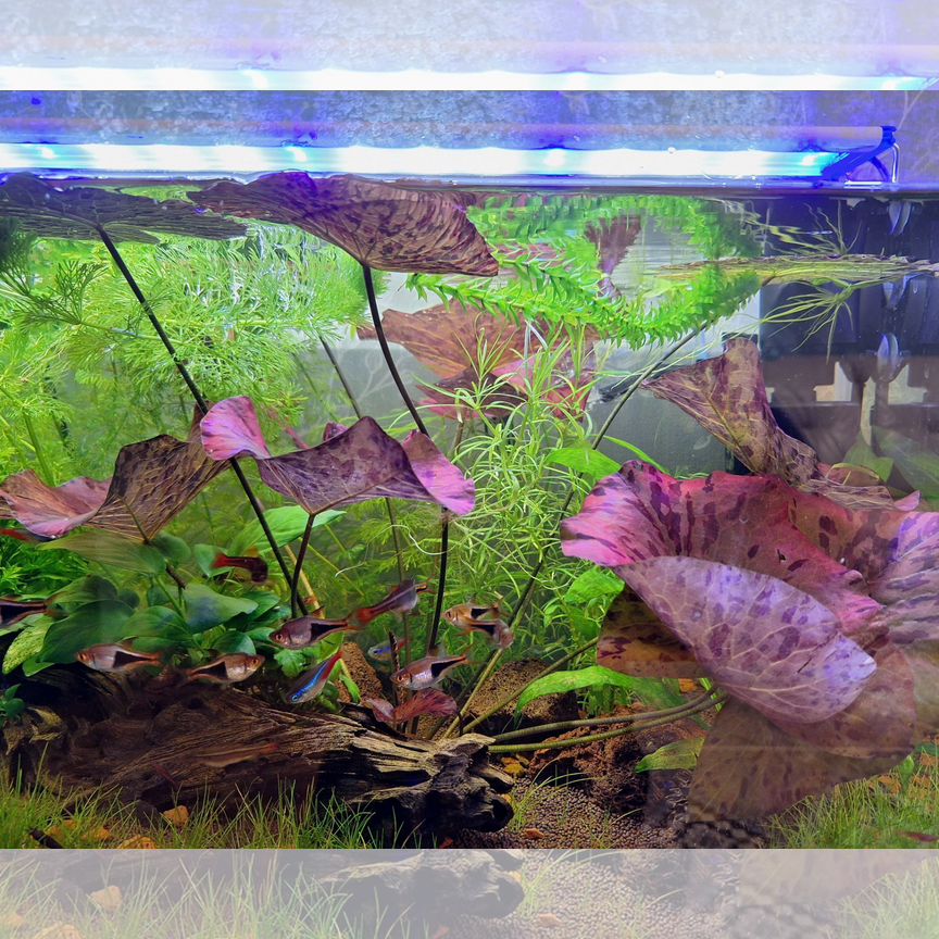 Нимфея тигровая