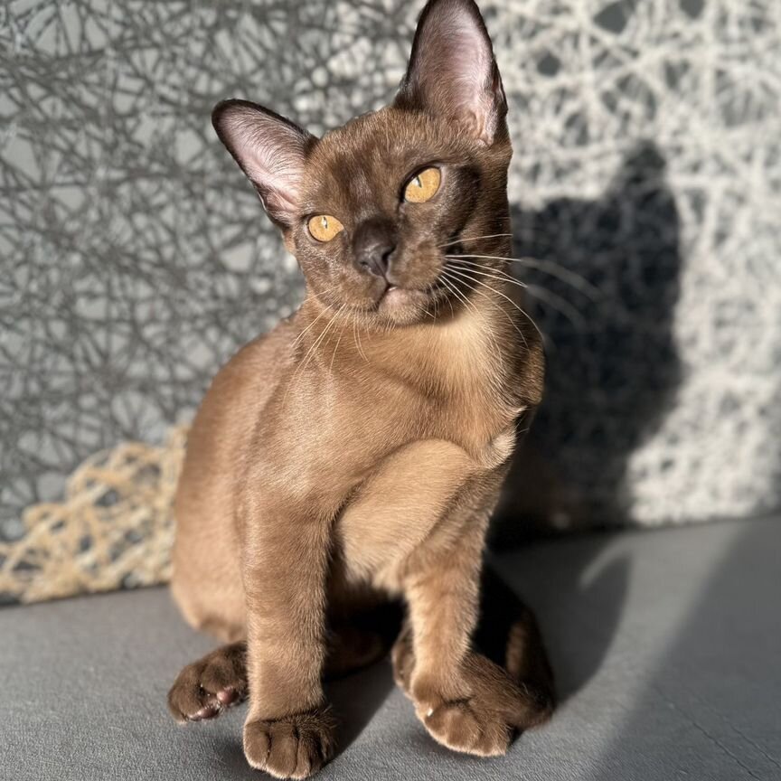 Европейский бурманский котёнок