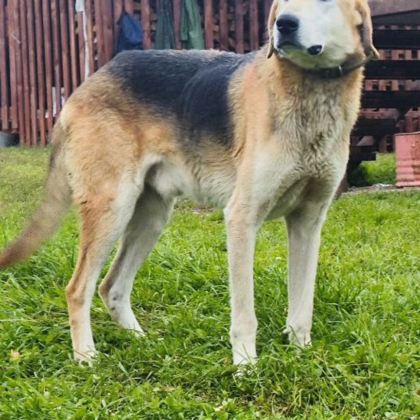 Продам русского гончаго Выжлец