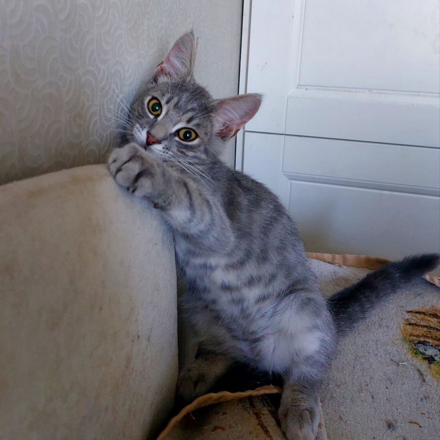 Котенок в добрые руки