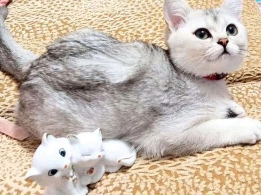 Британская серебристая шиншилла