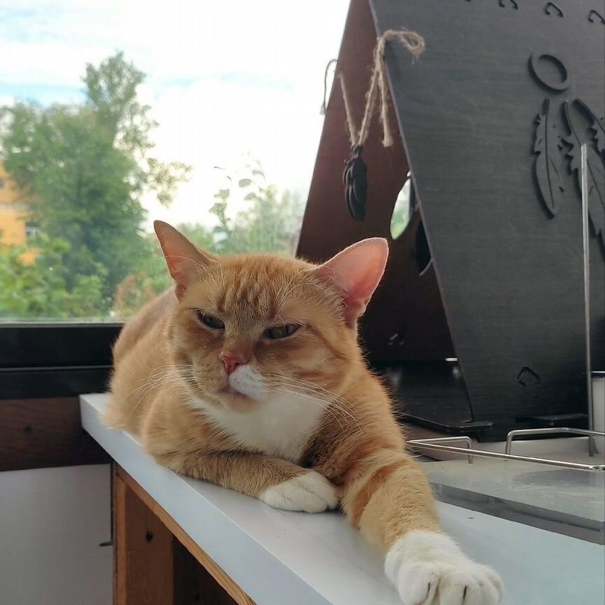 Ласковая Рыжуля - добрым хозяевам