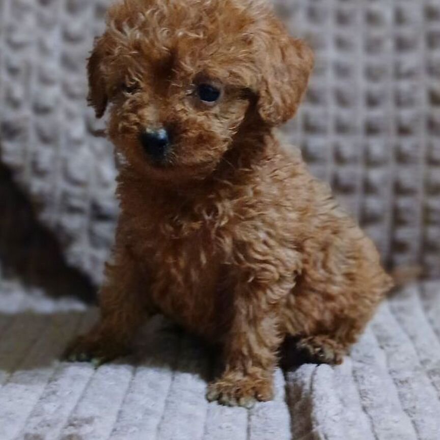 Мальтипу, щенок