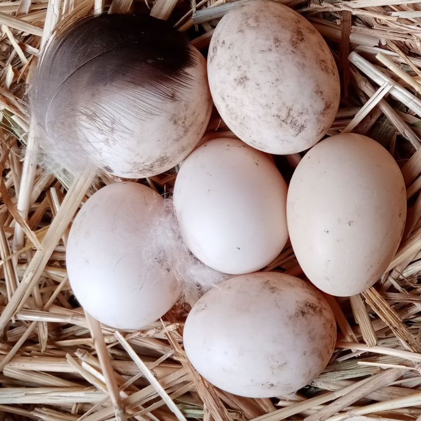 Яйца уток шипунов