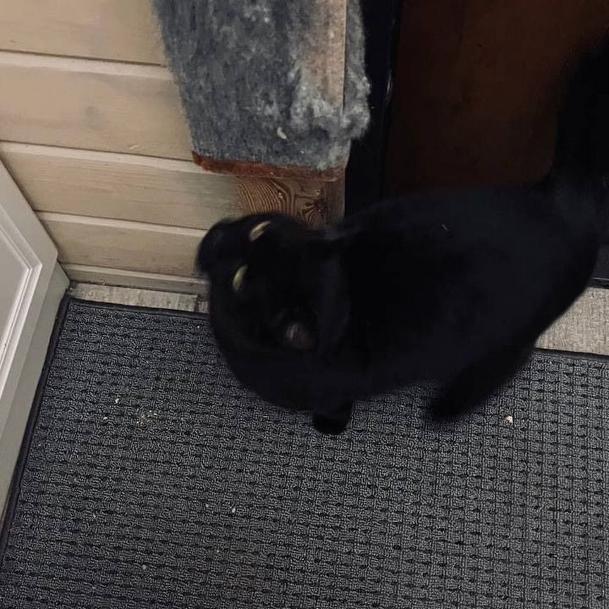 Котик потеряшка