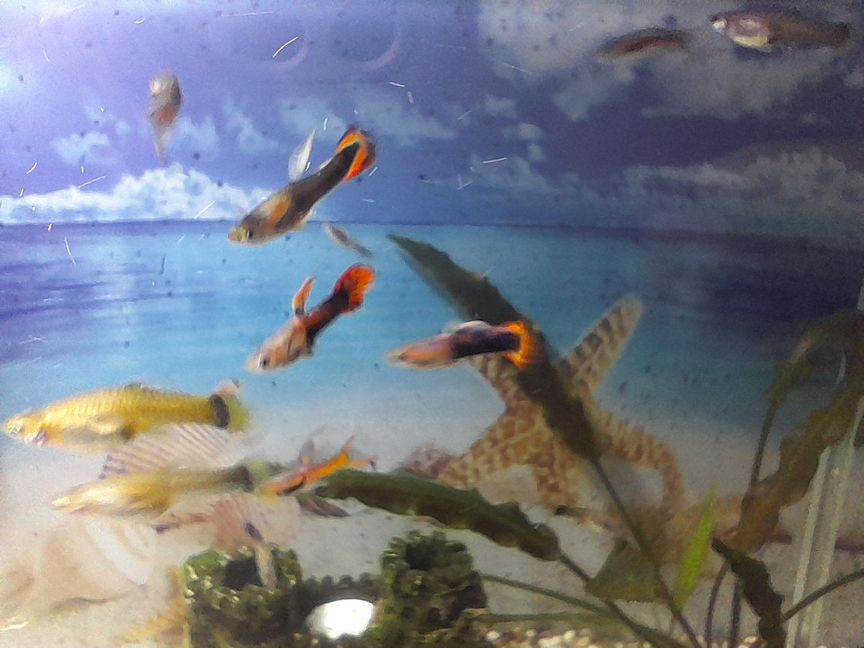 Аквариумные рыбки гуппи