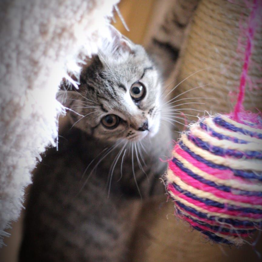 Шустрая Жмурка, котёнок-девочка 4 мес