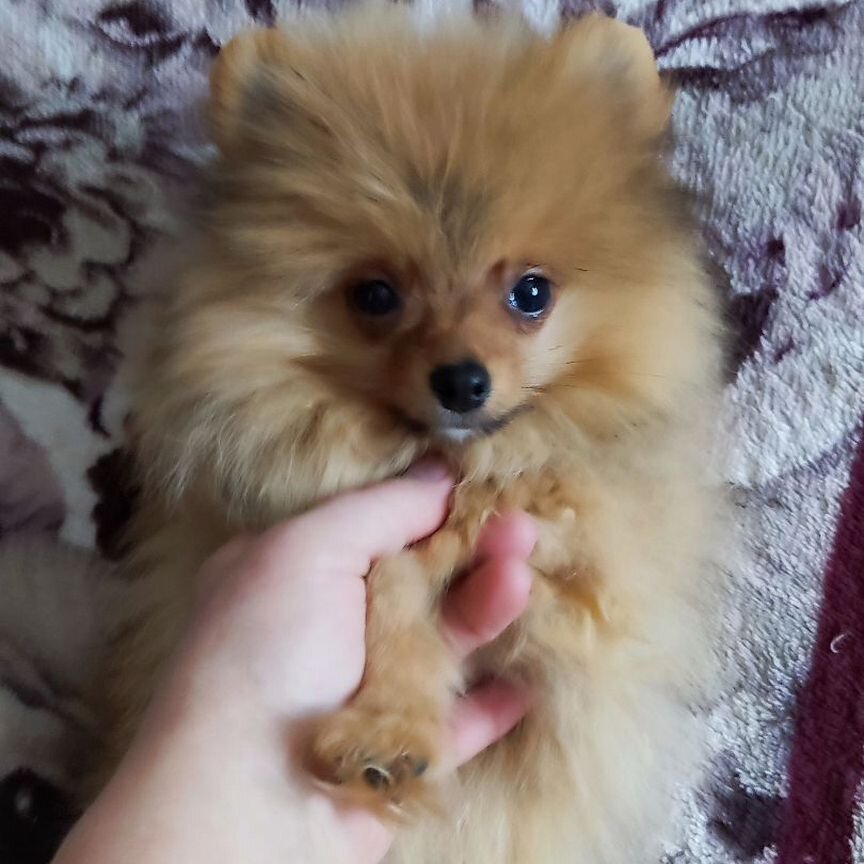 Померанский шпиц мальчи