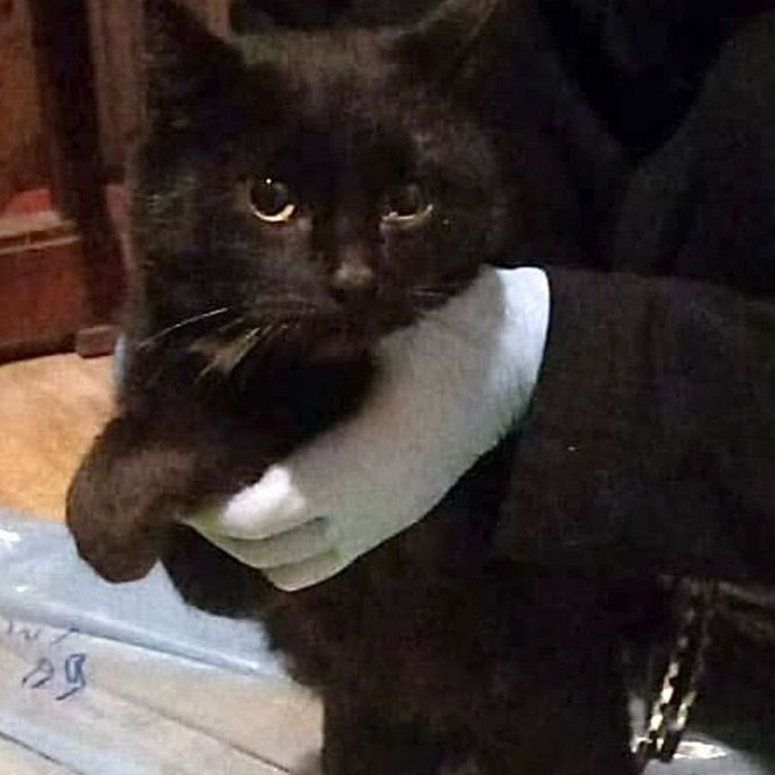 Дать шанс котейке