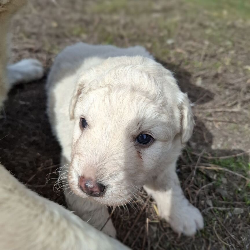 Отдаём в добрые руки