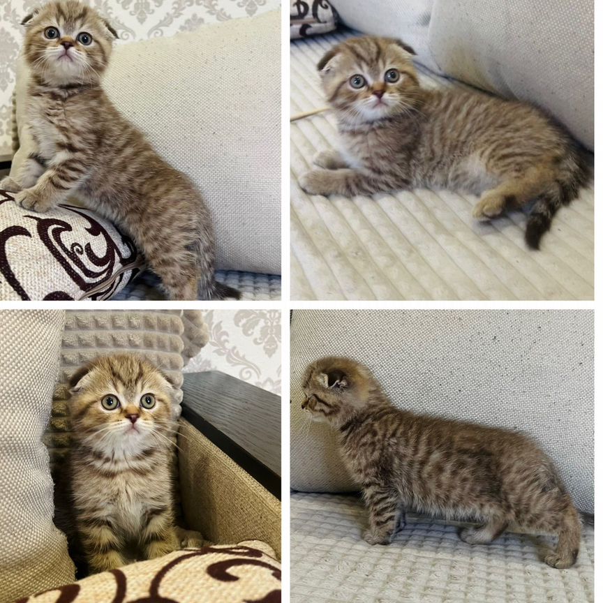 Шотландские вислоухие и прямоухие котята