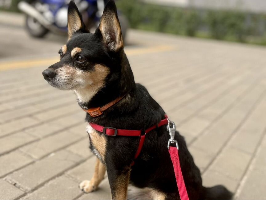 Случка собак