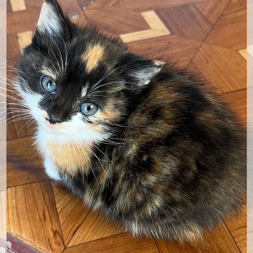 Котёнок в добрые руки