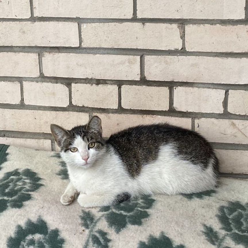 Котёнок в добрые руки