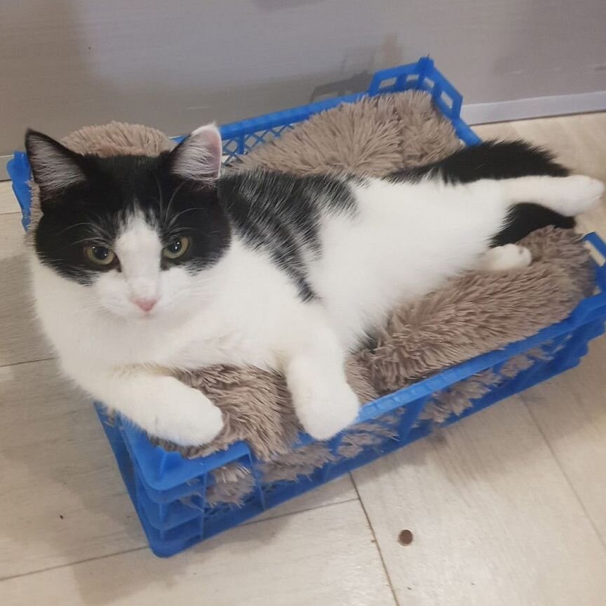 Взрослая кошка в добрые руки