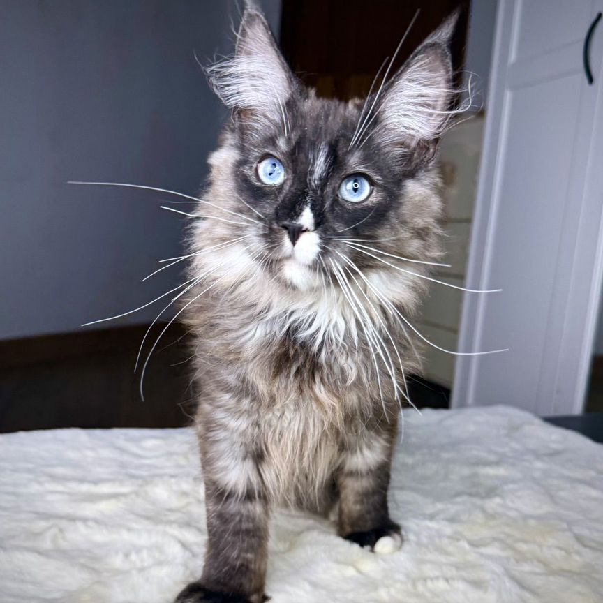 Мейн-кун котёнок