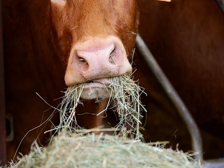 Сено для всех