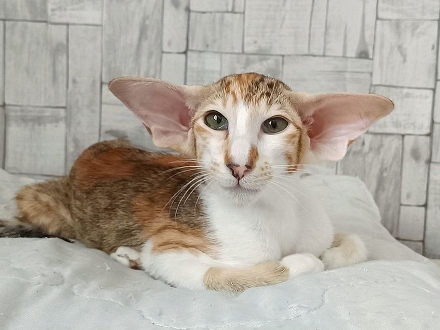 Ориентальные котята с родословной. Экстрим тип