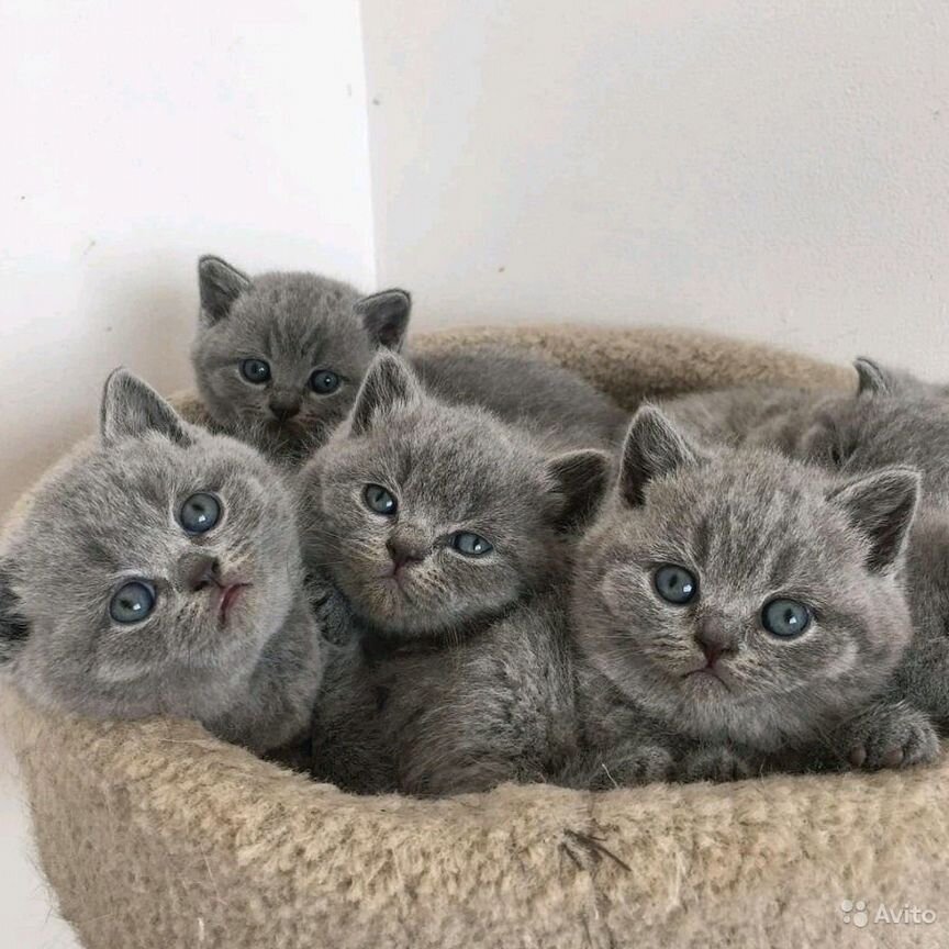 Британские котята
