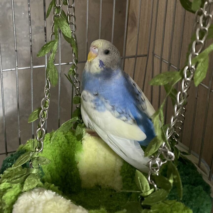 Волнистый попугай