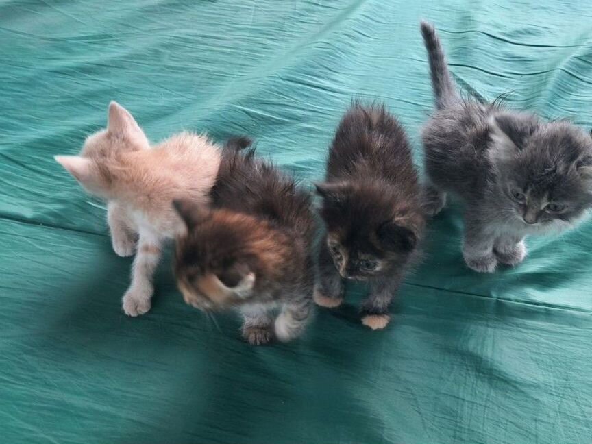 Кошка