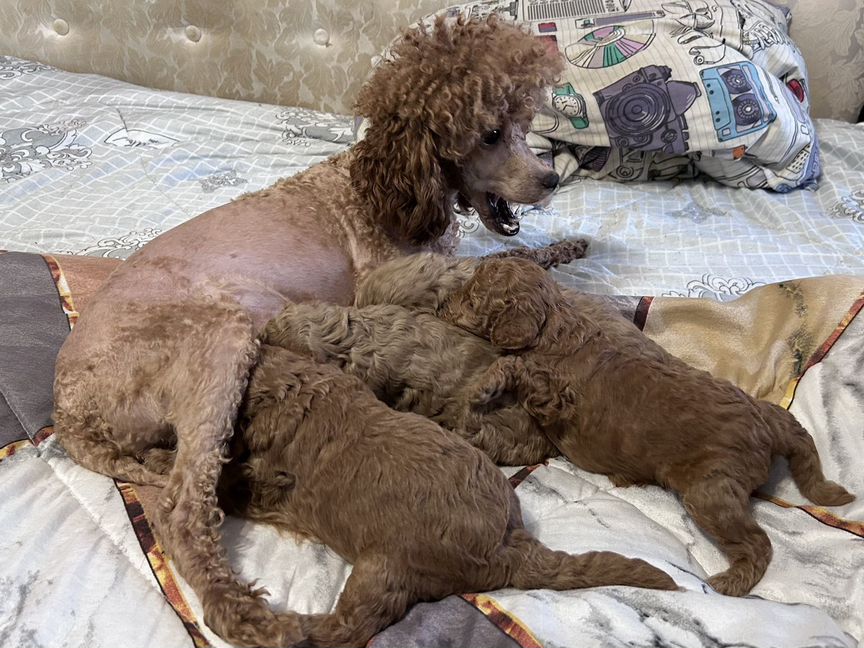 Щенки карликового пуделя