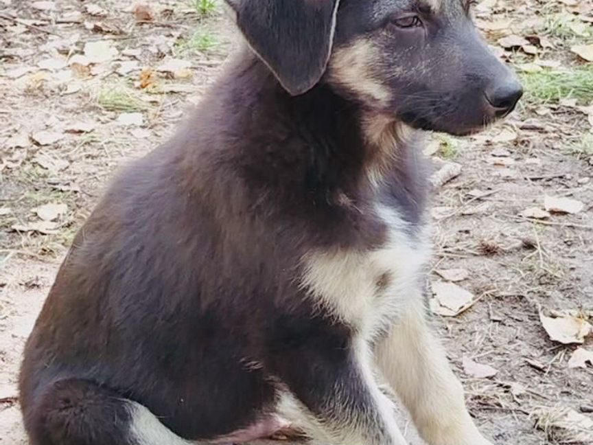 В добрые руки, кобелёк, 3 мес