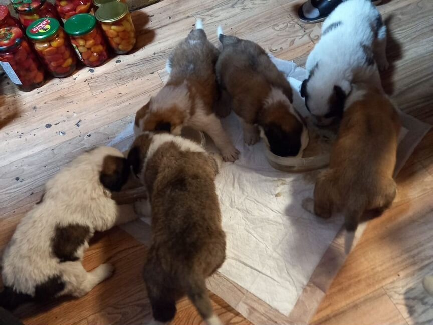 Щенки сенбернар