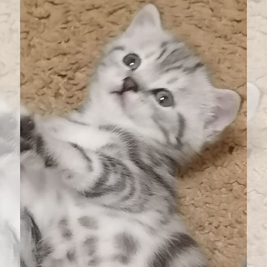 Шотландский прямоухий короткошёрстный котёнок