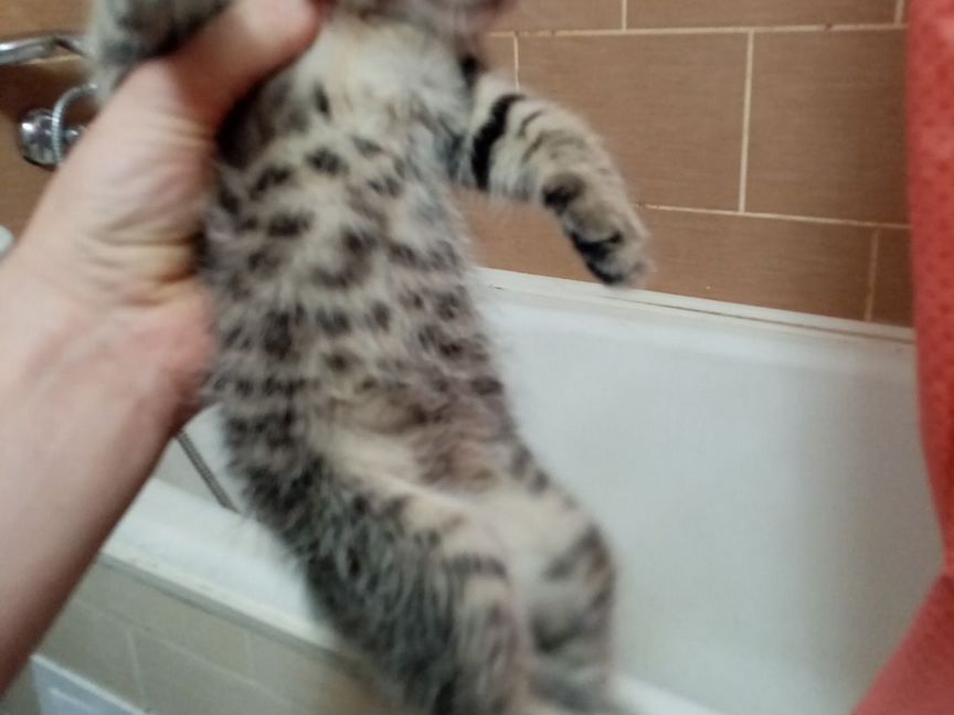 Бенгальская