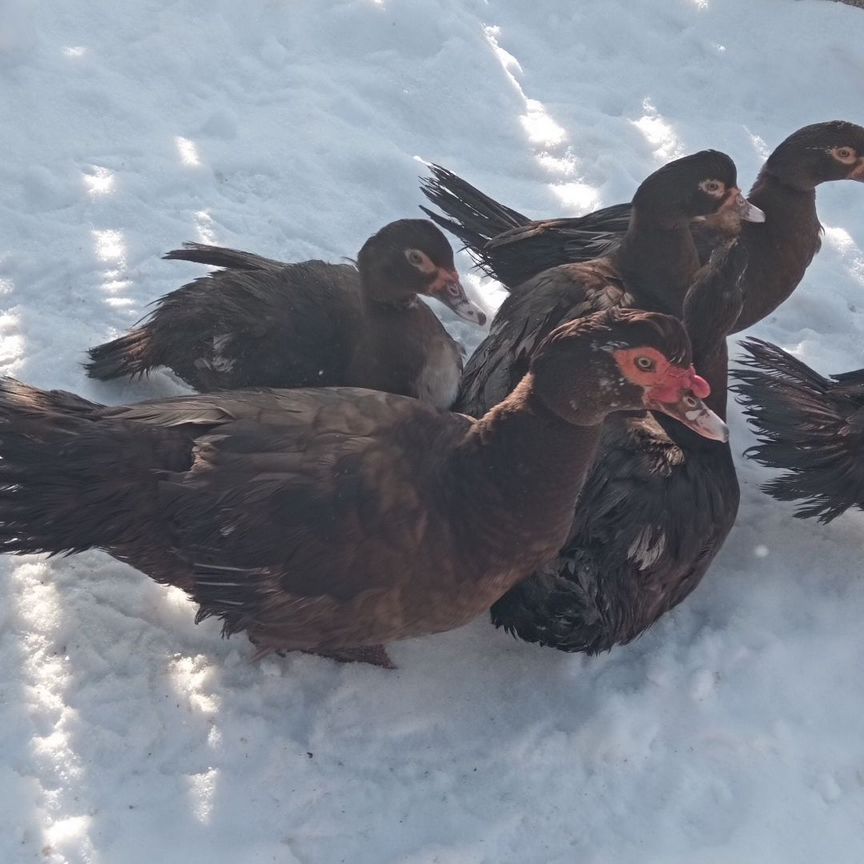 Мускусные утки