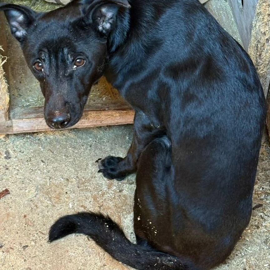 Пес чёрный молодой