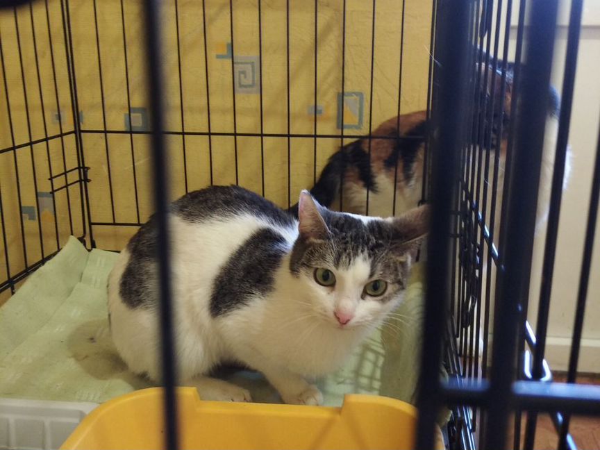 Кошки в добрые руки