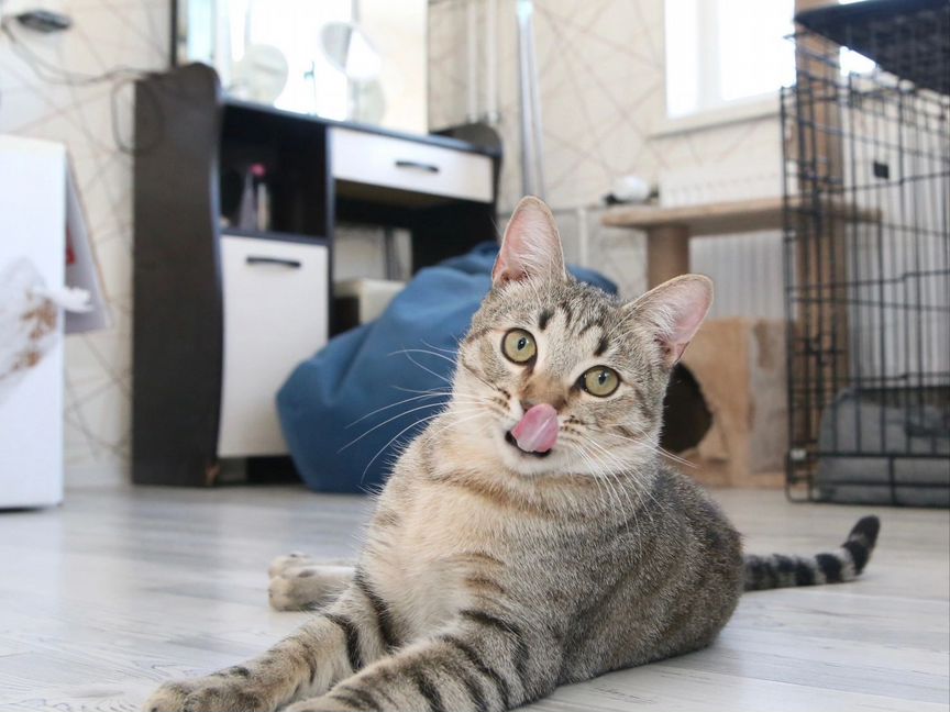 Котёнок 10 мес ищет дом