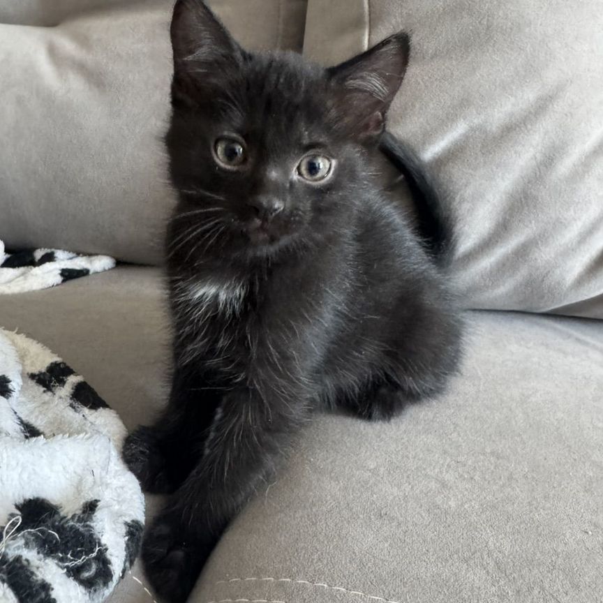 Британский короткошёрстный котёнок