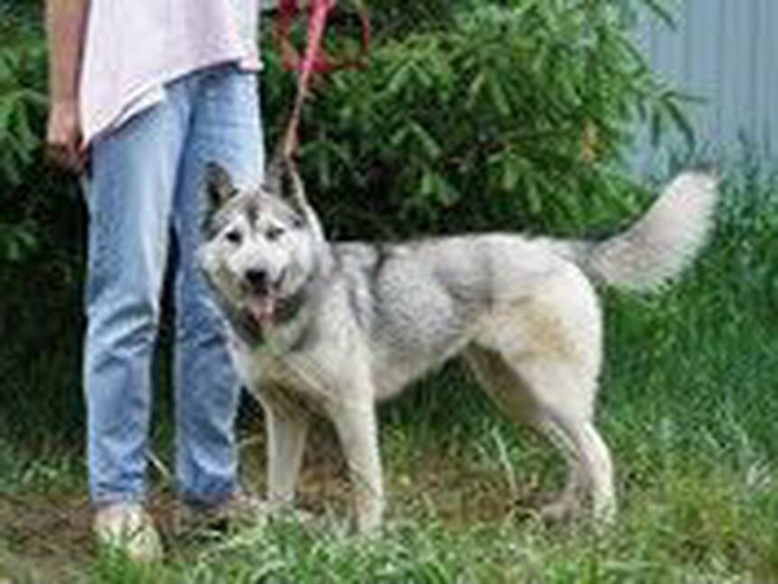 Метиска хаски скоро выпуск на улицу