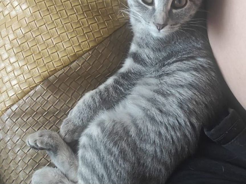 Кошка в дар бесплатно