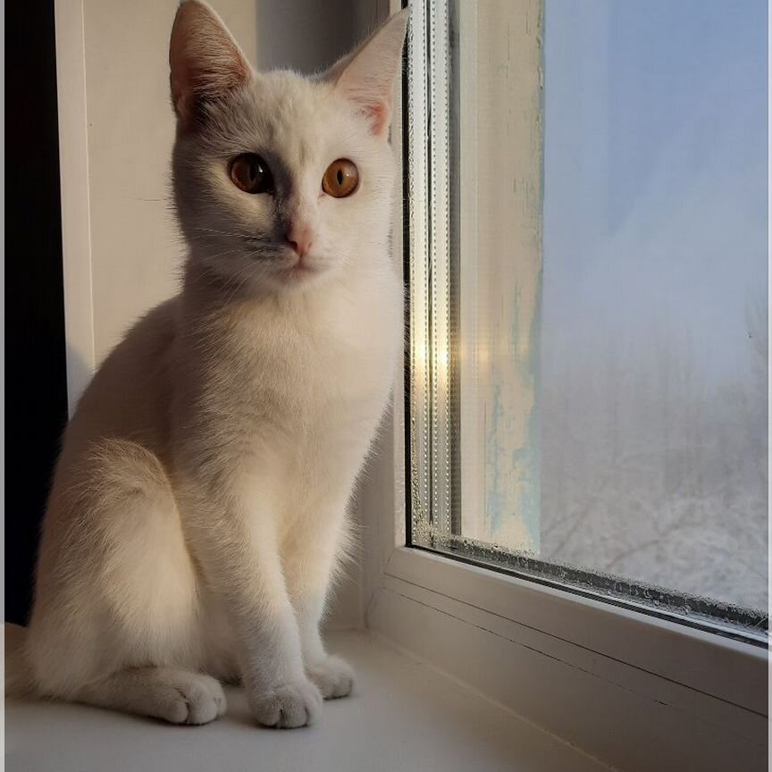 Кошечка в хорошие руки