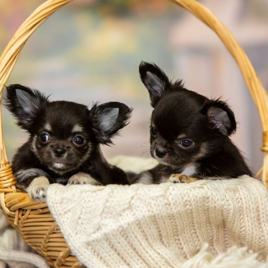 Чихуахуа, щенок