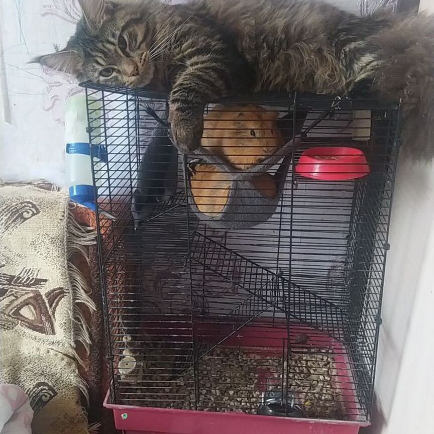 Котята мэйн кун