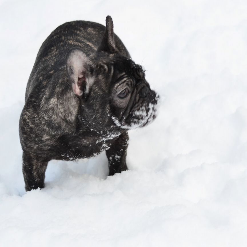 Французский бульдог, щенок