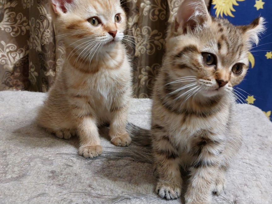 Шотландские котята