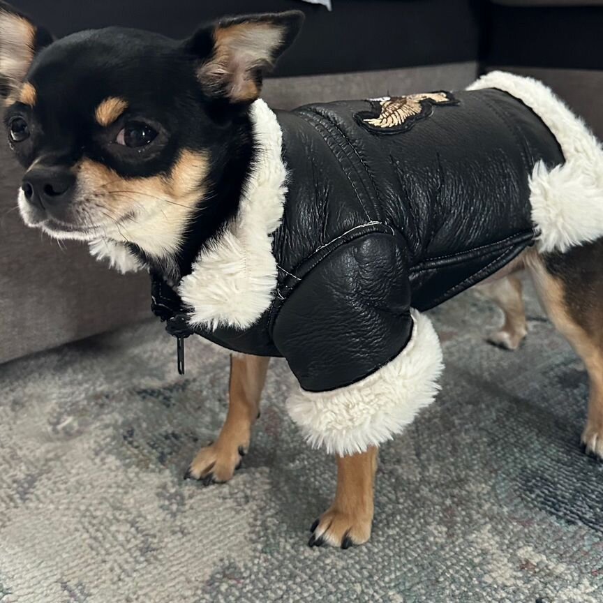 Одежда для собаки