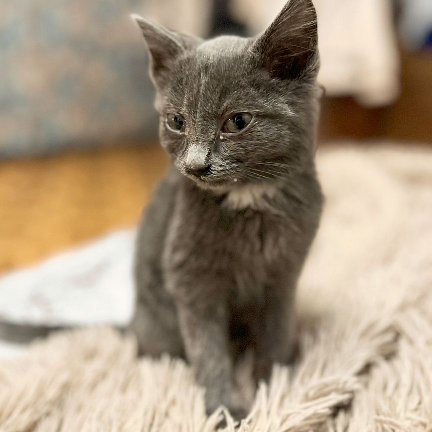 Отдам котенка в добрые руки