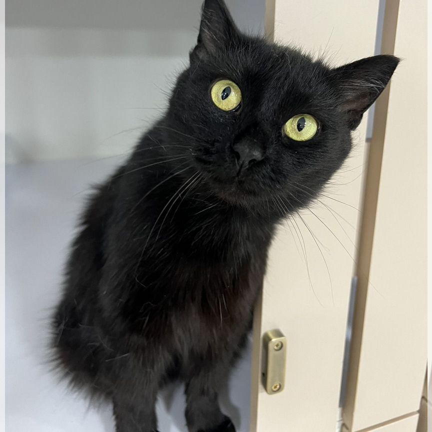 Взрослая кошка в добрые руки