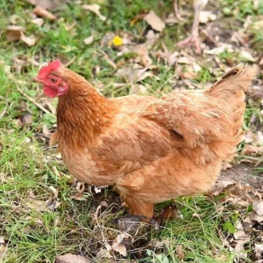 Хорошие курочки с доставкой